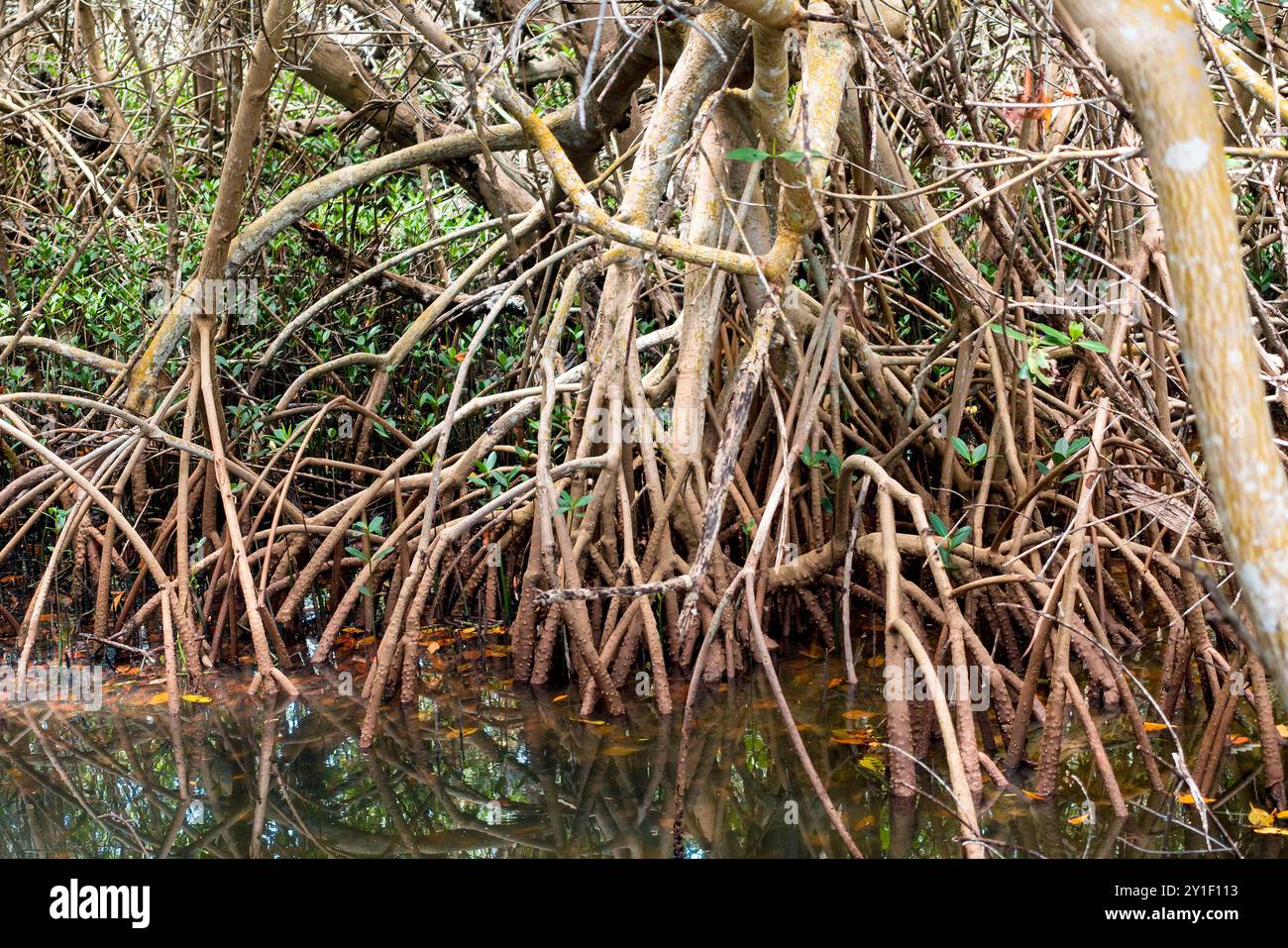 Red Mangrove tree (Rhizophora mangle) roots in an estuary on Sanibel ...