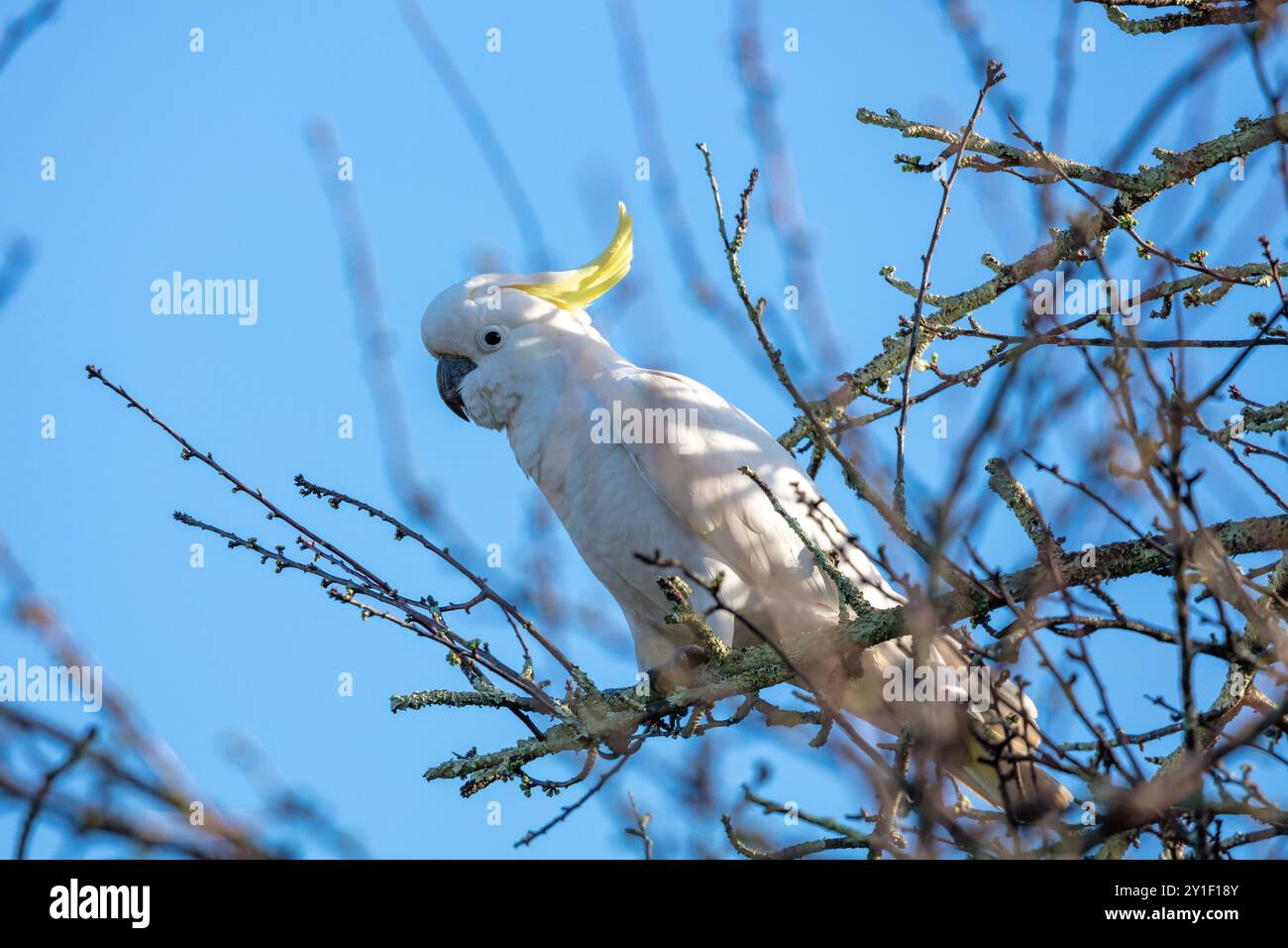 Photograph of a Sulphur Crested Cockatoo sitting in a tree in the Blue ...