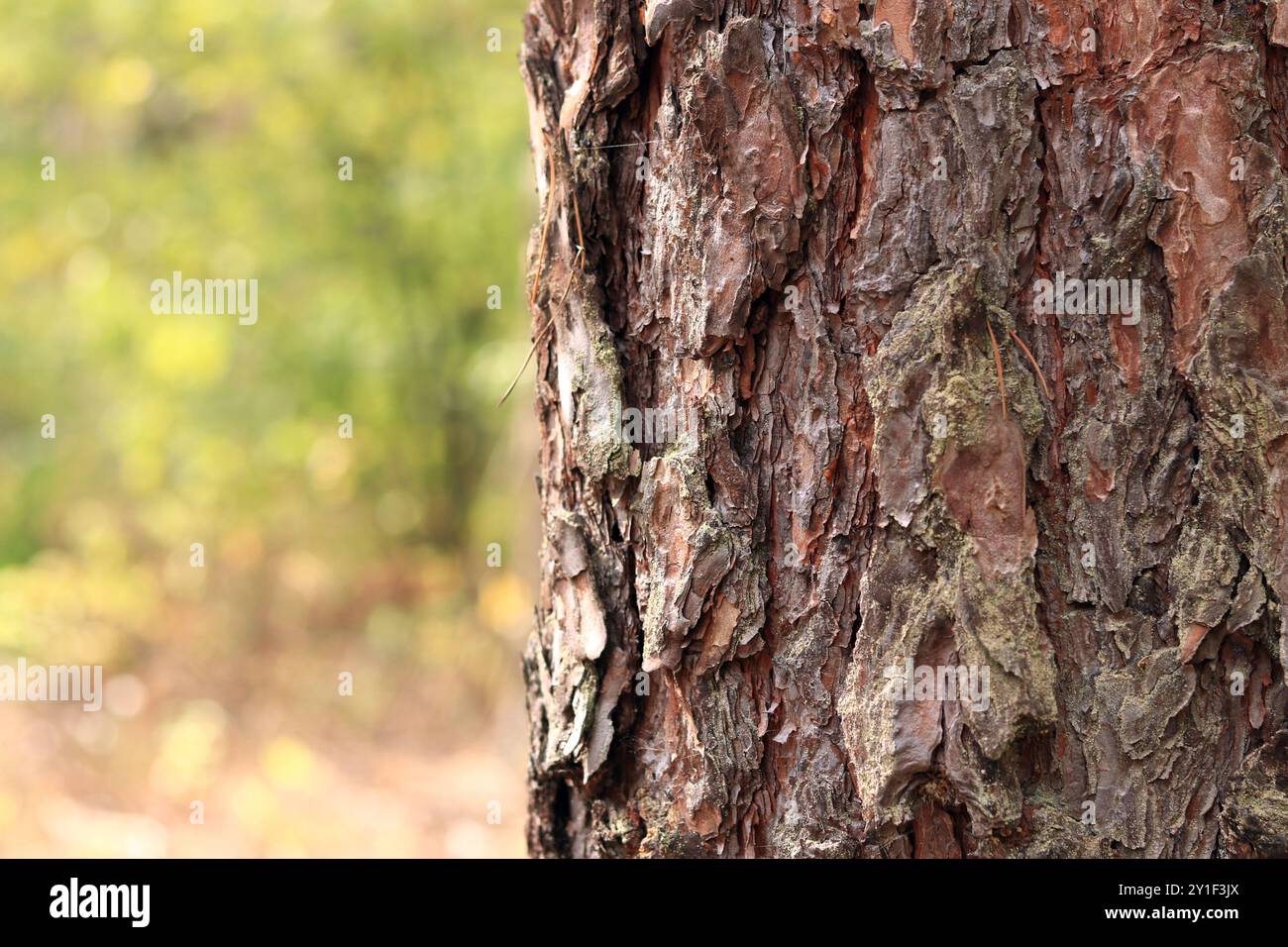 Pine tree, bark close-up. Close-up of pine bark in the forest for a ...