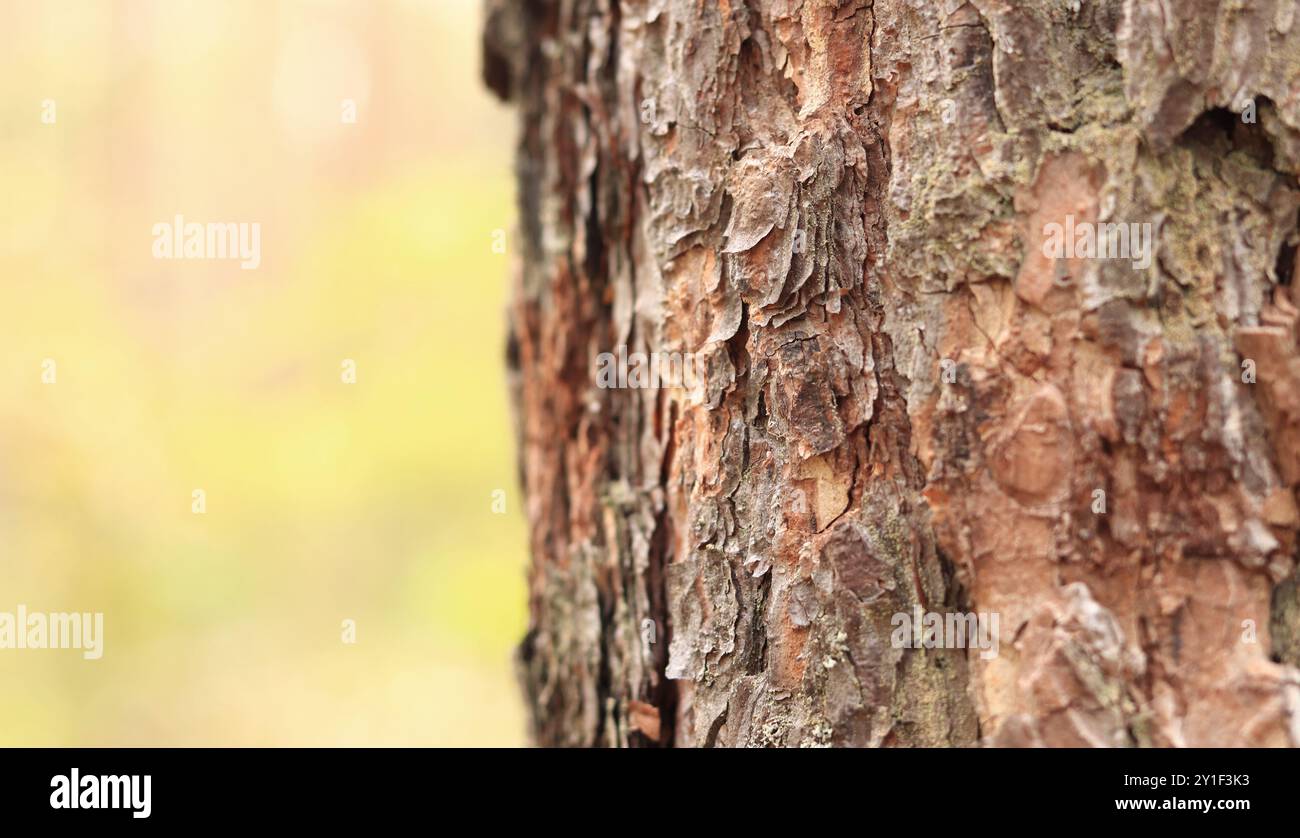 Pine tree, bark close-up. Close-up of pine bark in the forest for a ...
