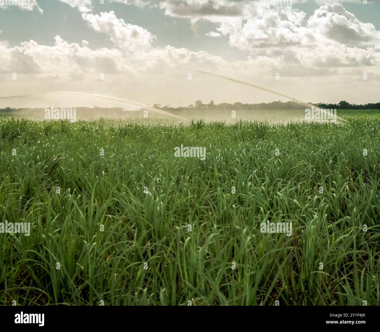 Sugarcane field being irrigated in Mamanguape, Paraíba, Brazil Stock ...