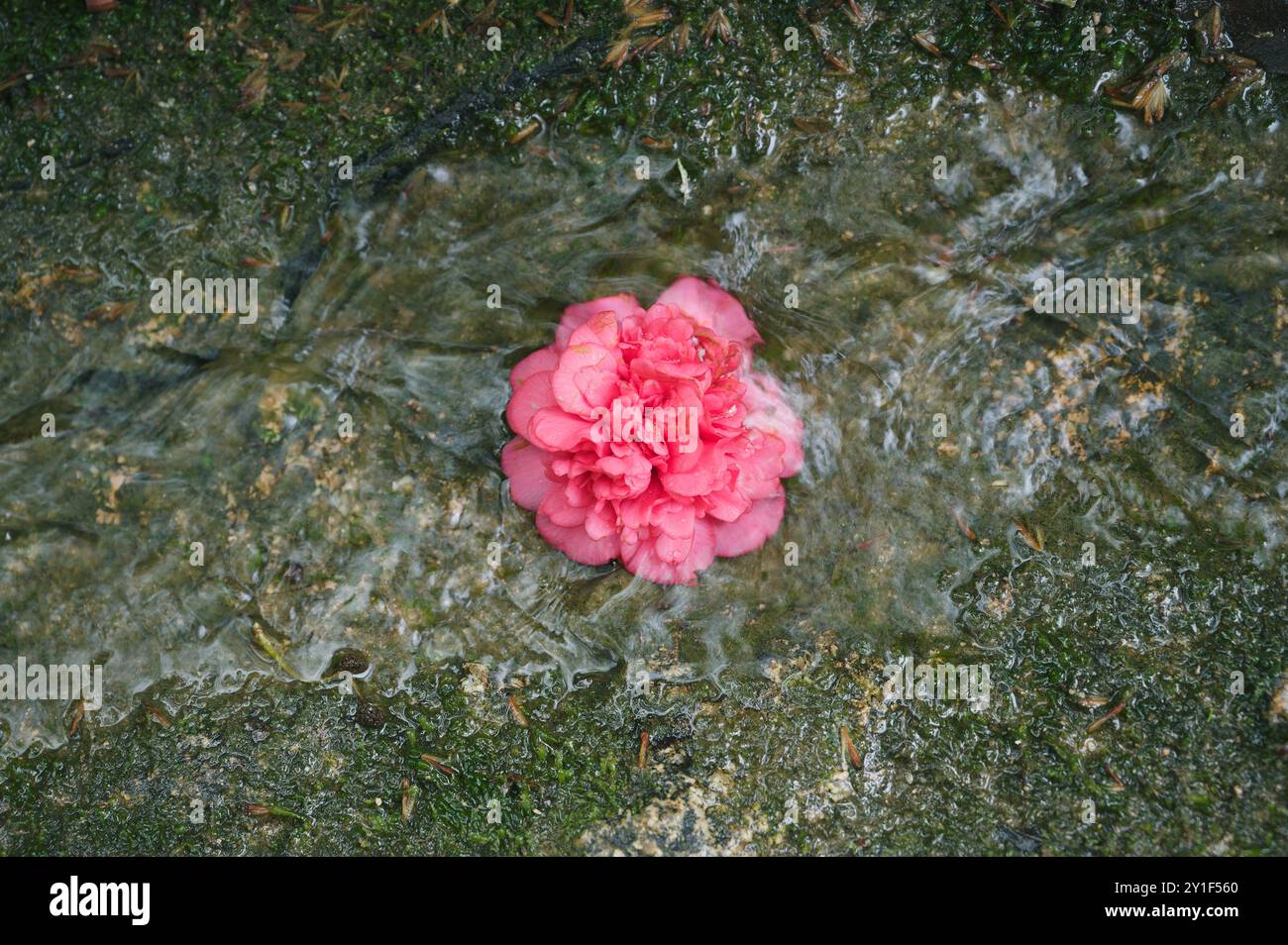 Pink flower floating gently in a clear stream Stock Photo - Alamy