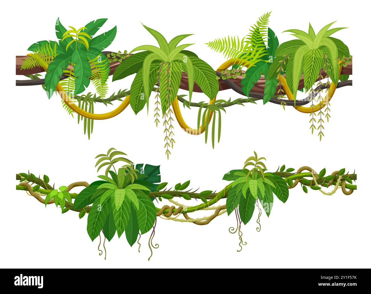 Tropical jungle forest liana and vine branch of ivy creeper plant ...
