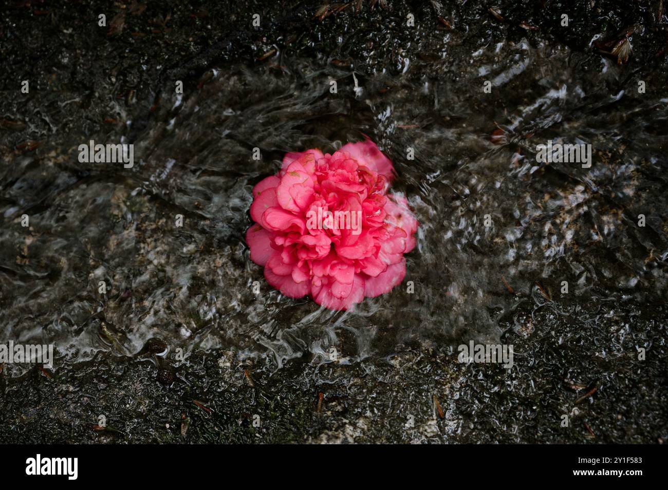 Pink flower floating gently in a clear stream Stock Photo - Alamy