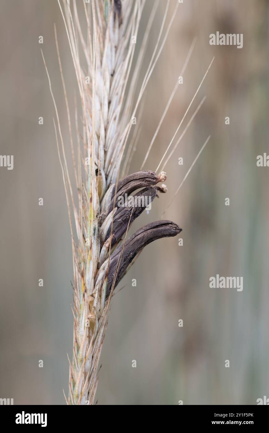 Close-up of an ear of barley from which ergot has grown. Ergot is ...