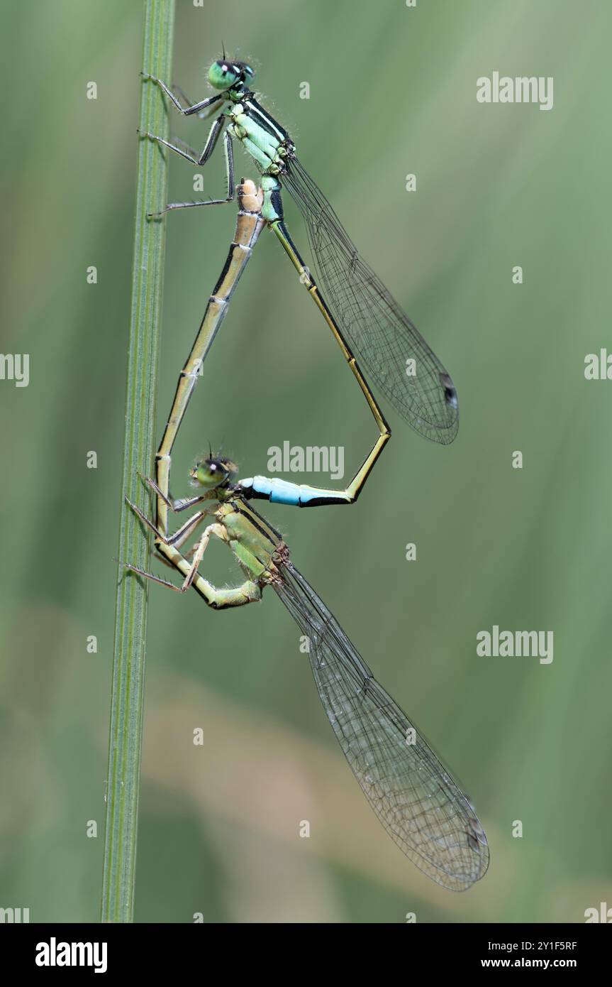 Close-up of two small dragonflies making love. The bodies of the ...