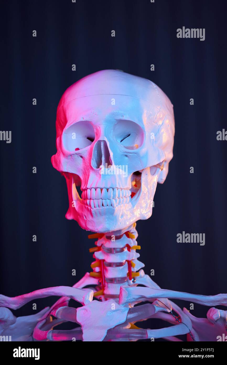 Human skeleton study anatomy hi-res stock photography and images - Alamy