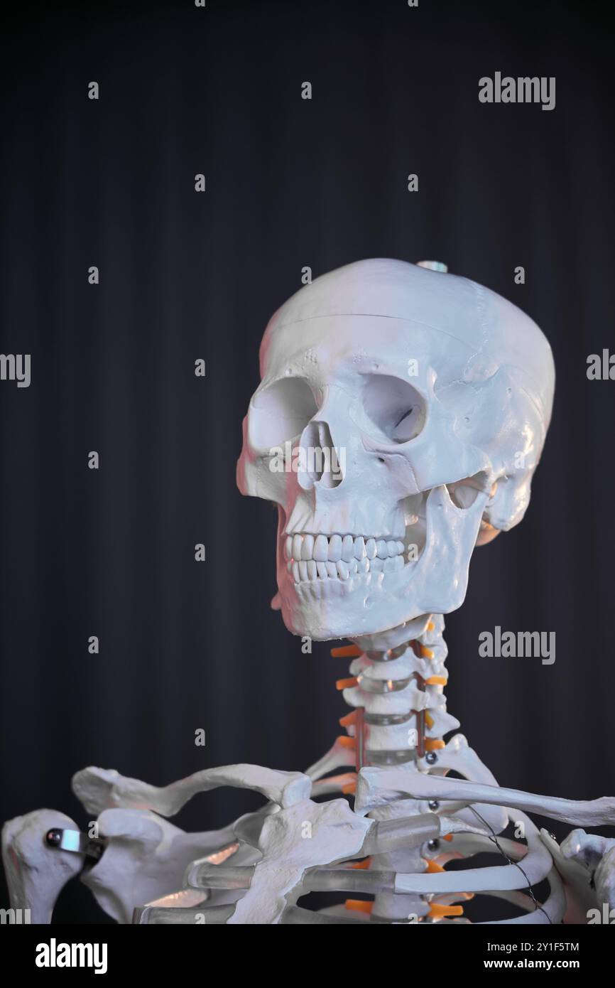 Close-up portrait of an anatomical, medical human skeleton model, on ...