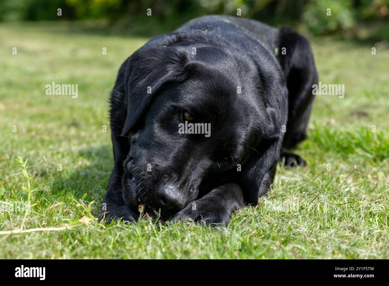 Portrait of a cute black Labrador chewing a stick Stock Photo - Alamy
