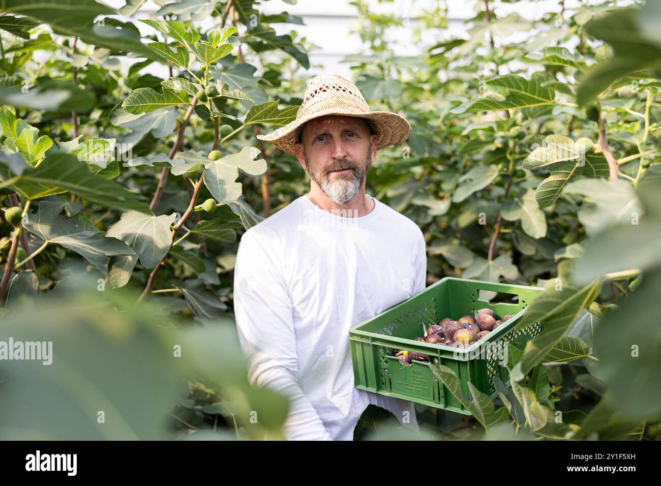 Lehrte, Germany. 06th Sep, 2024. Roland Kempf stands among fig trees in ...