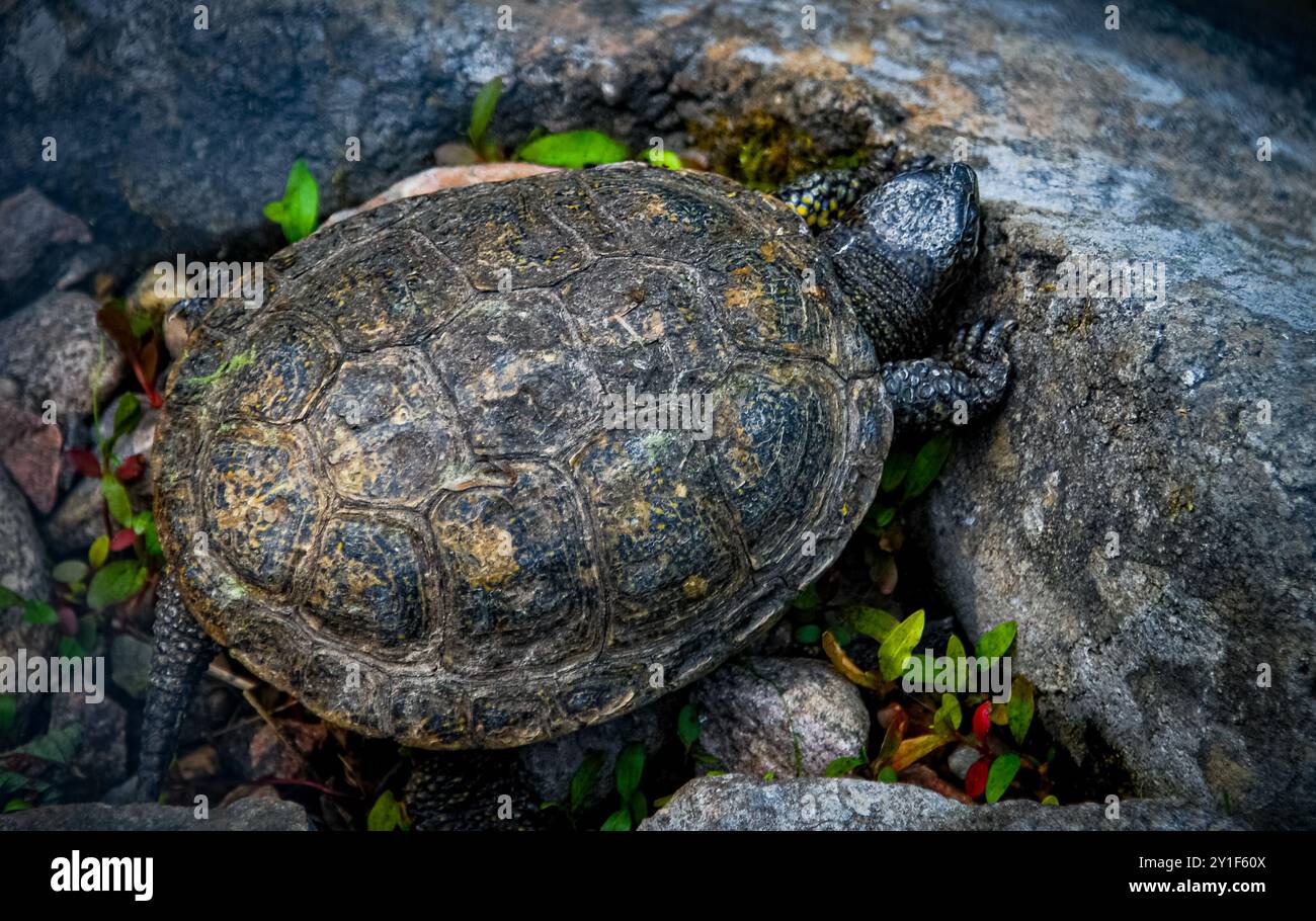 Turtle resting between two stones Stock Photo - Alamy