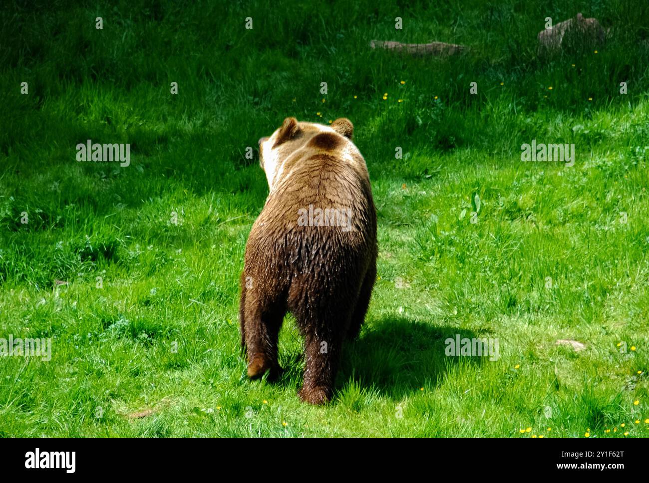 Mama bear in Swedish zoo Stock Photo - Alamy