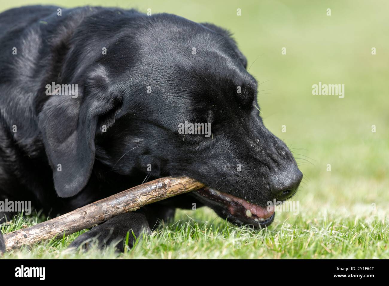 Portrait of a cute black Labrador chewing a stick Stock Photo - Alamy