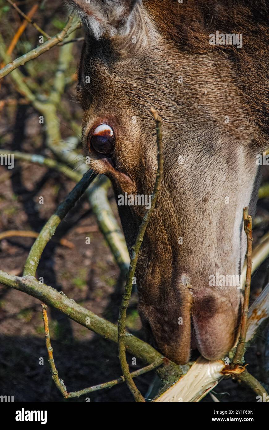 Donkey drinking water in zoo Stock Photo - Alamy