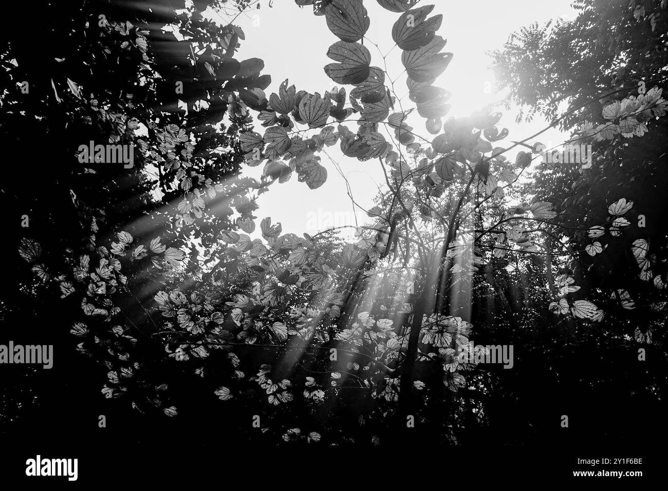Bright Sun rays coming out through leaves, nature black and white image ...