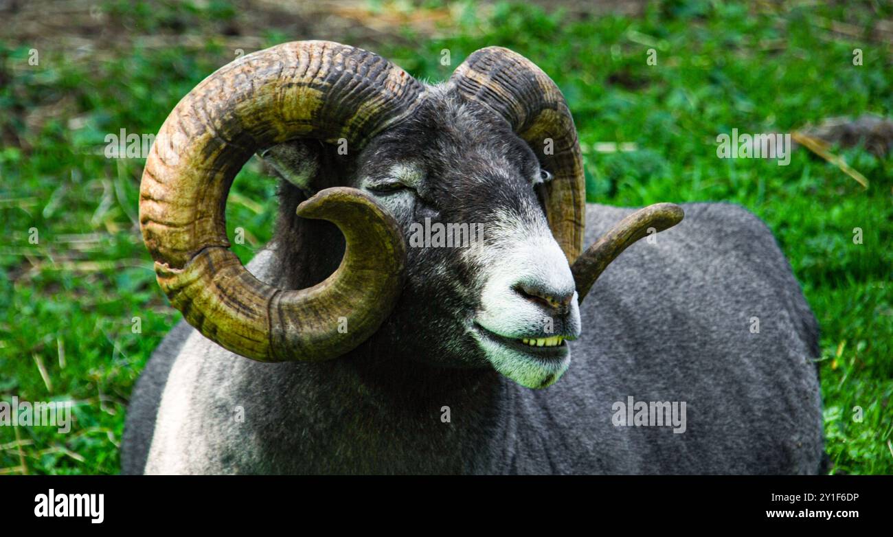 Goat animal making faces at audience in zoo Stock Photo - Alamy