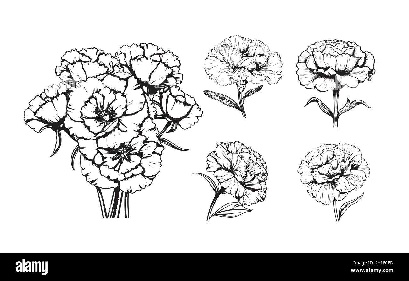 Carnation vector Black and White Stock Photos & Images - Alamy