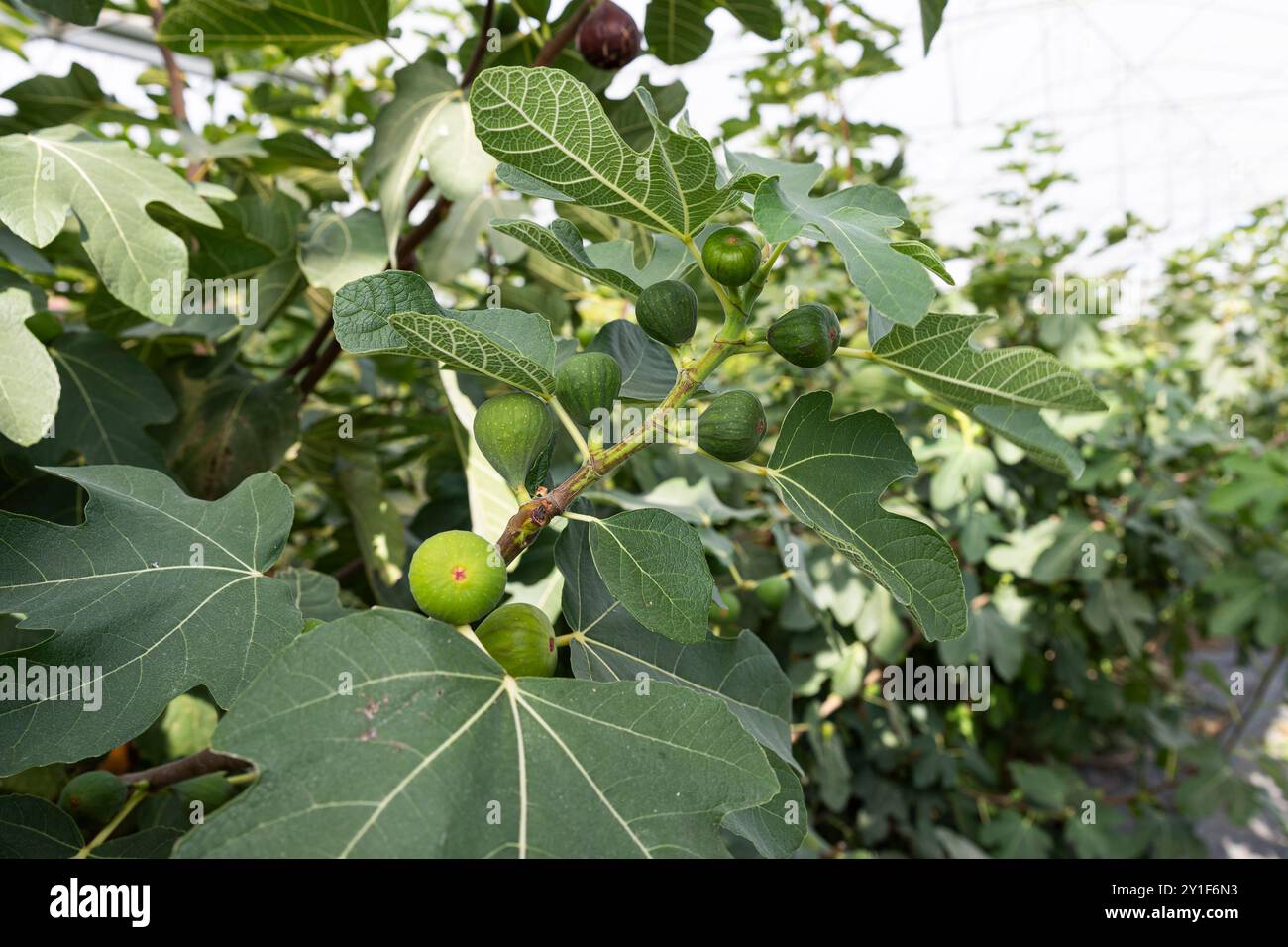 Lehrte, Germany. 06th Sep, 2024. Figs hanging from a fig tree in a ...