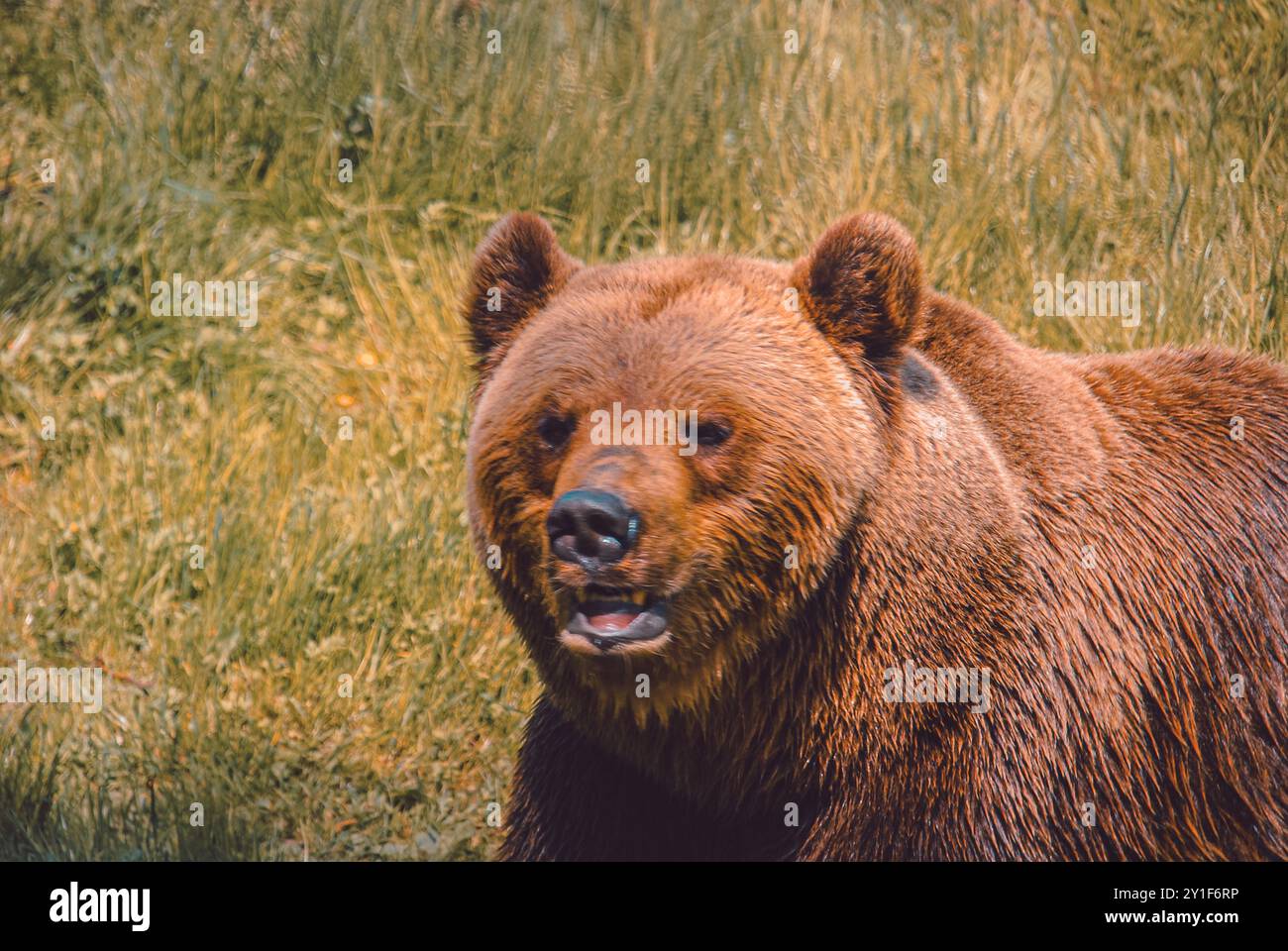 Bear cub in zoo in Sweden Stock Photo - Alamy