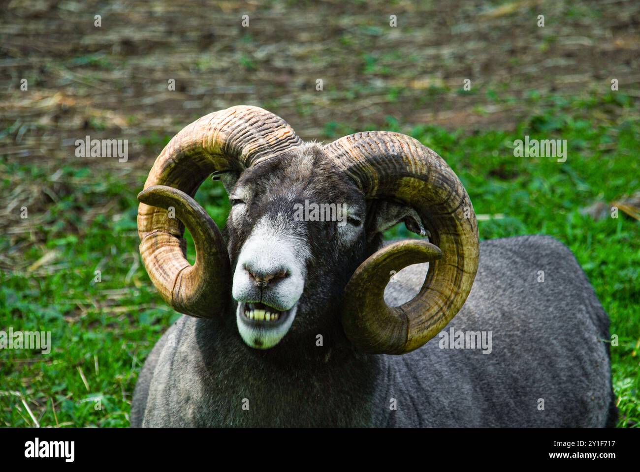 Goat animal making faces at audience in zoo Stock Photo - Alamy