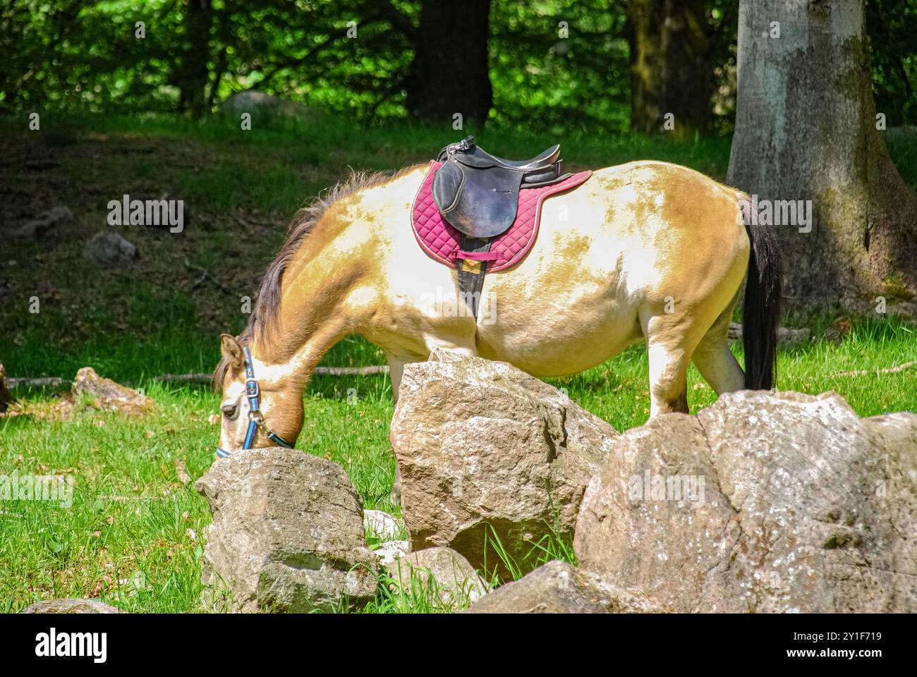 Ride horse animals stallion hi-res stock photography and images - Alamy