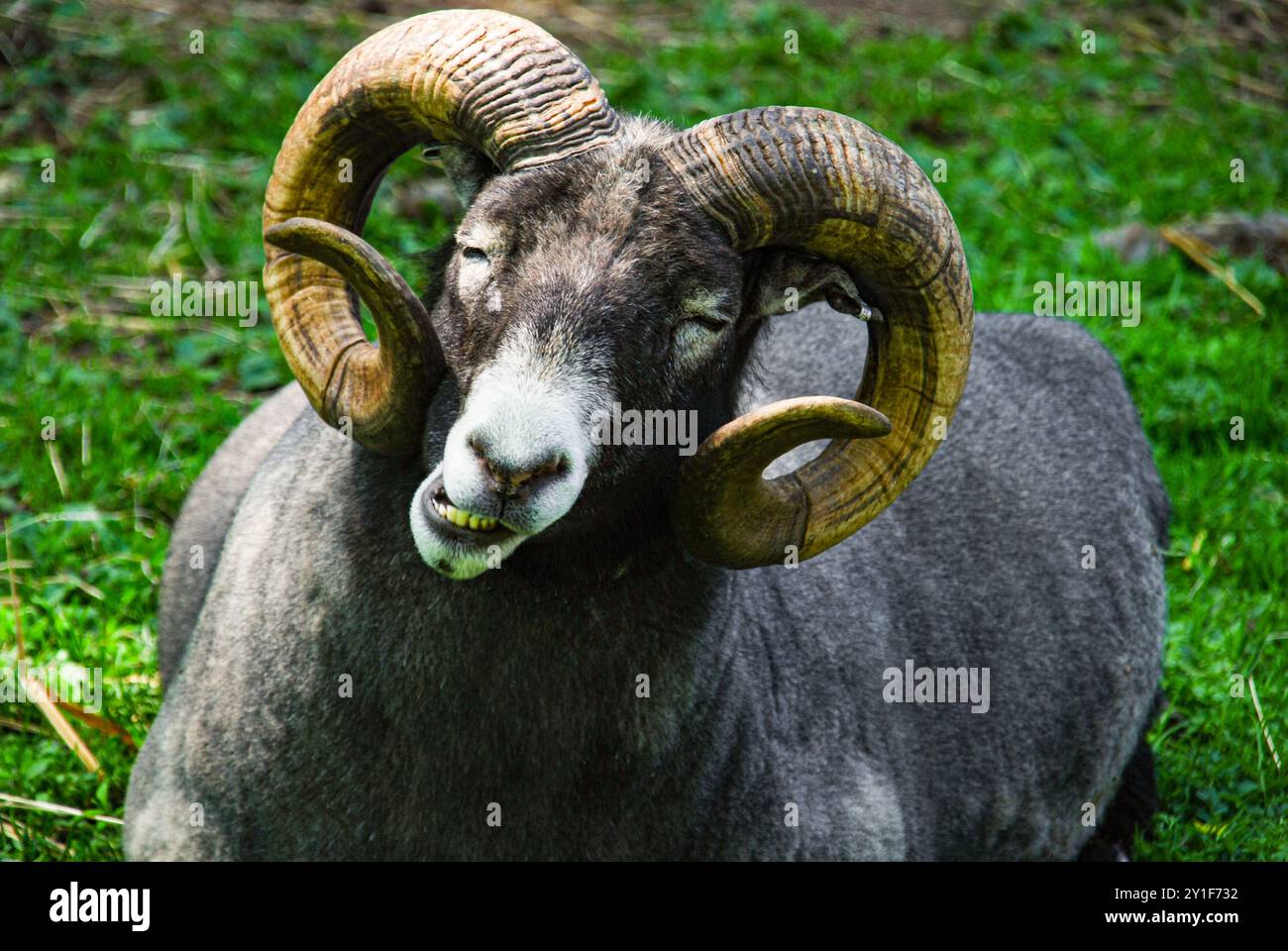 Goat animal making faces at audience in zoo Stock Photo - Alamy