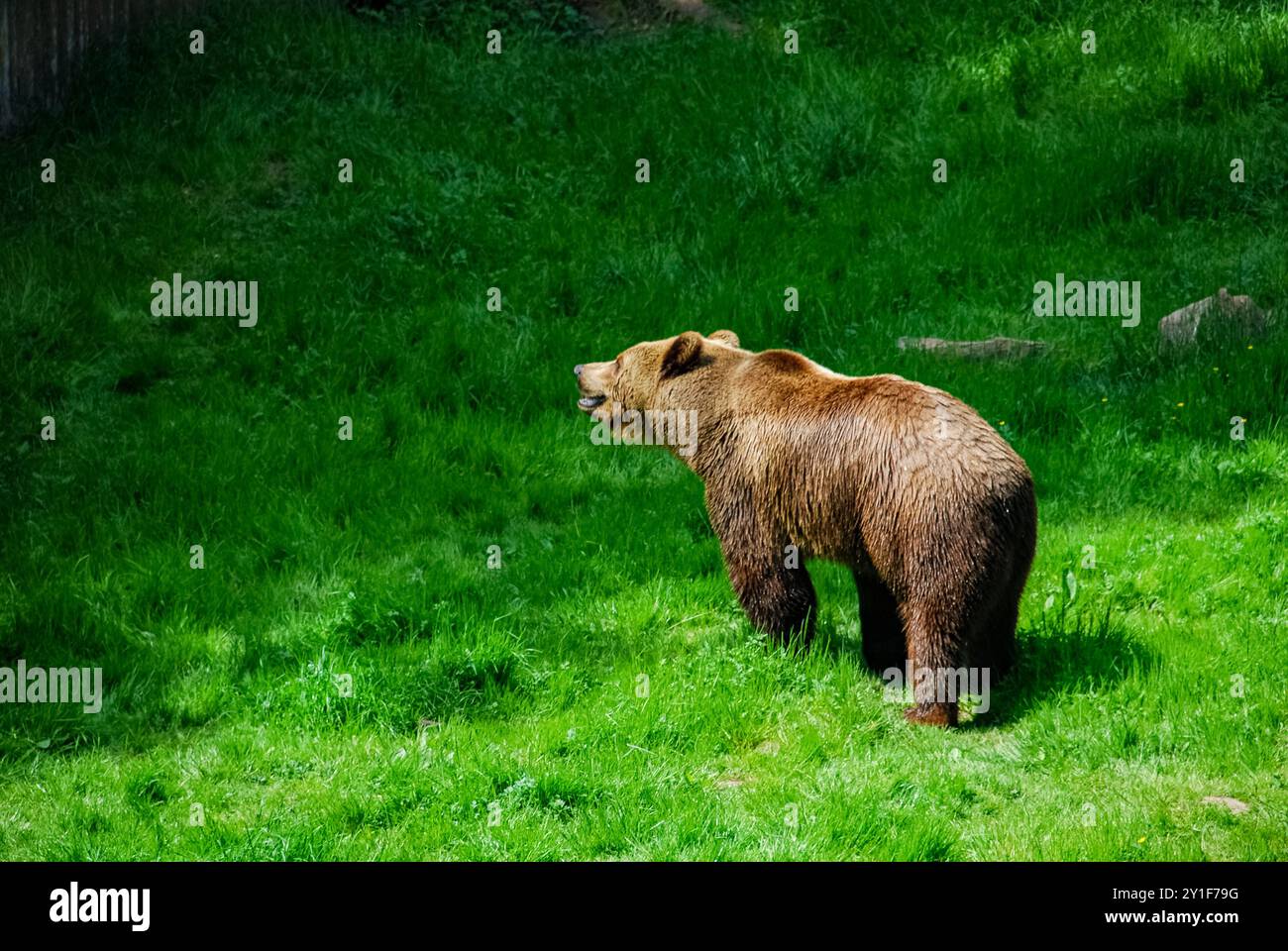 Mama bear in Swedish zoo Stock Photo - Alamy