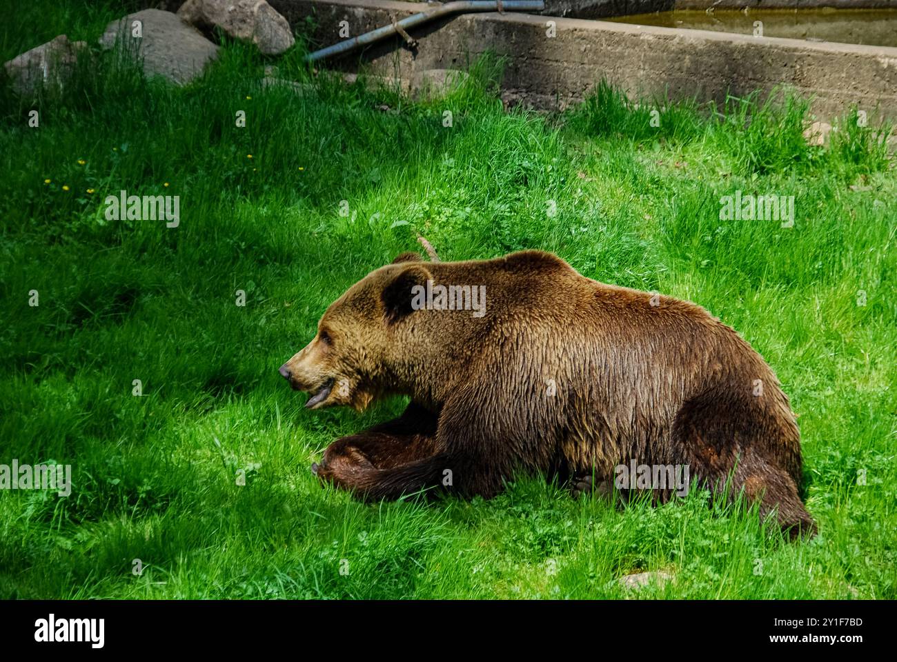 Mama bear in Swedish zoo Stock Photo - Alamy