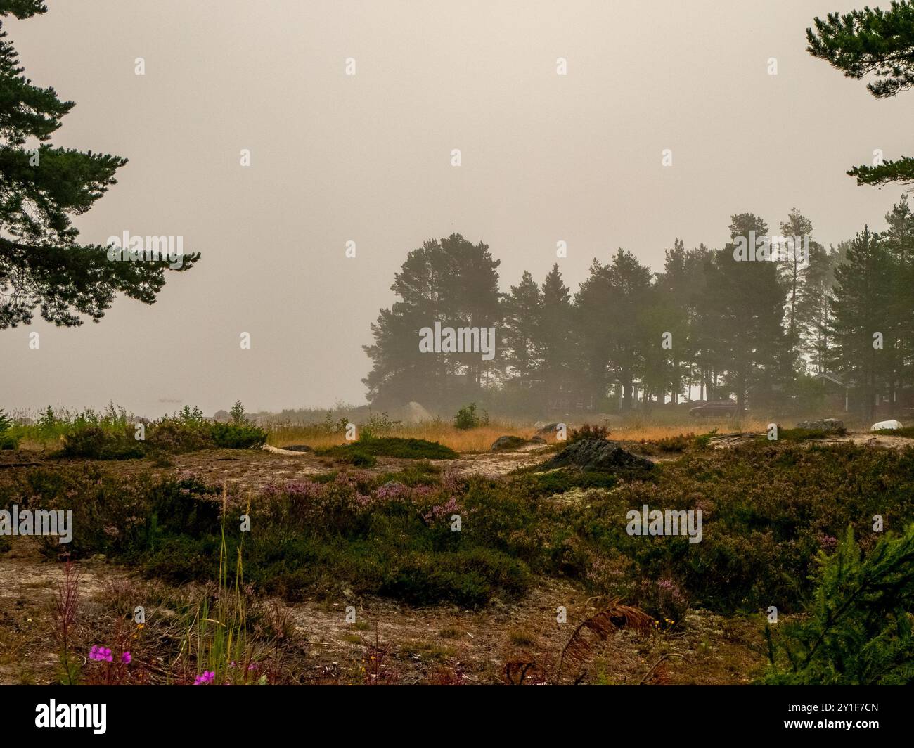Foggy landscape in Norrfjarden, Nordmaling, Sweden Stock Photo - Alamy