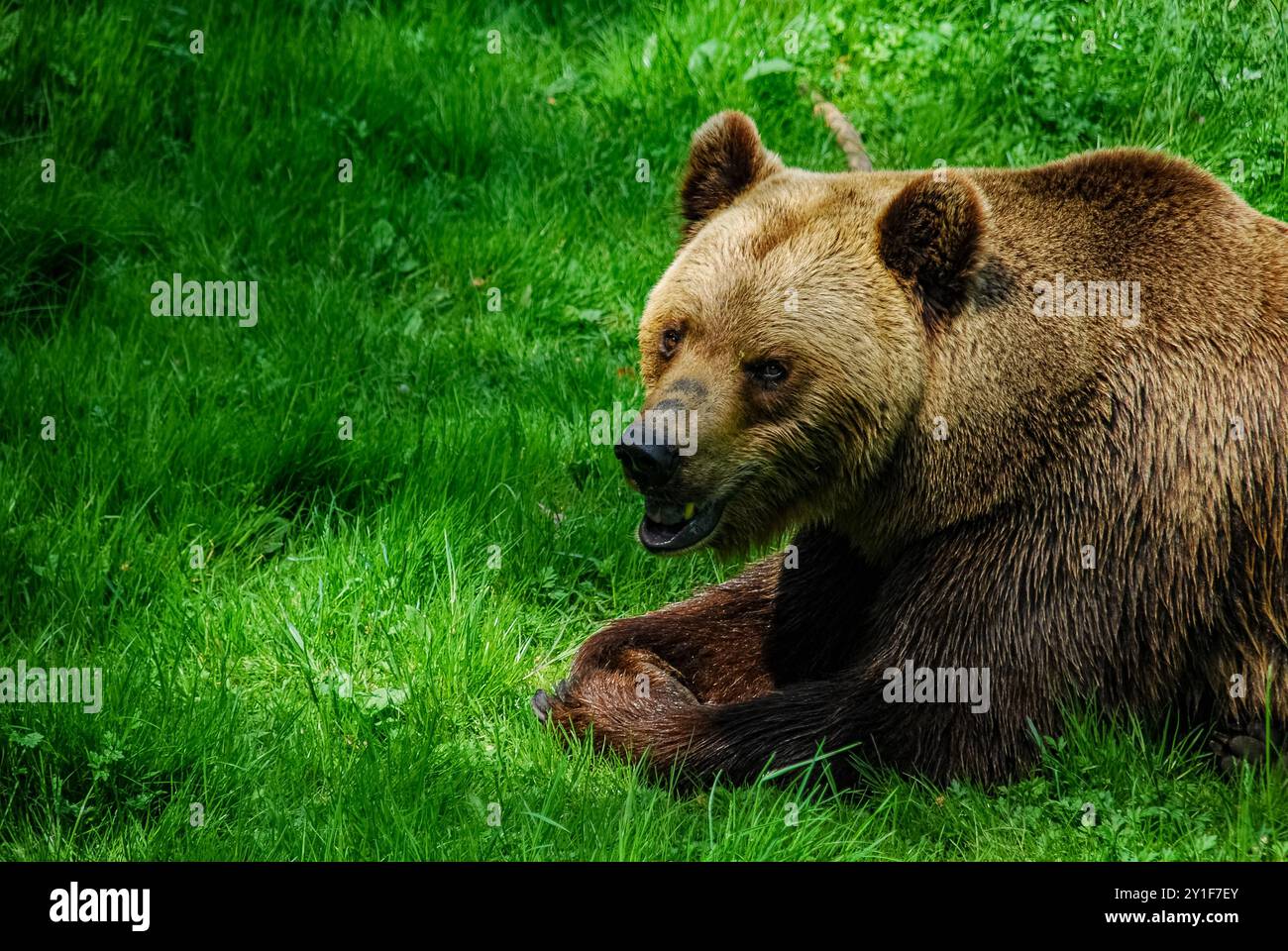 Mama bear in Swedish zoo Stock Photo - Alamy