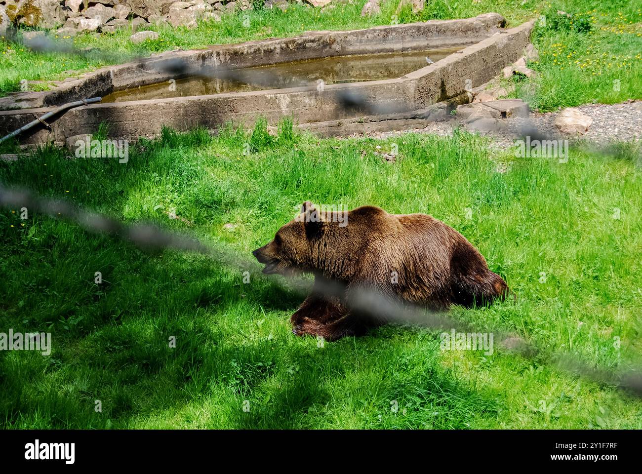 Bear cub in zoo in Sweden Stock Photo - Alamy