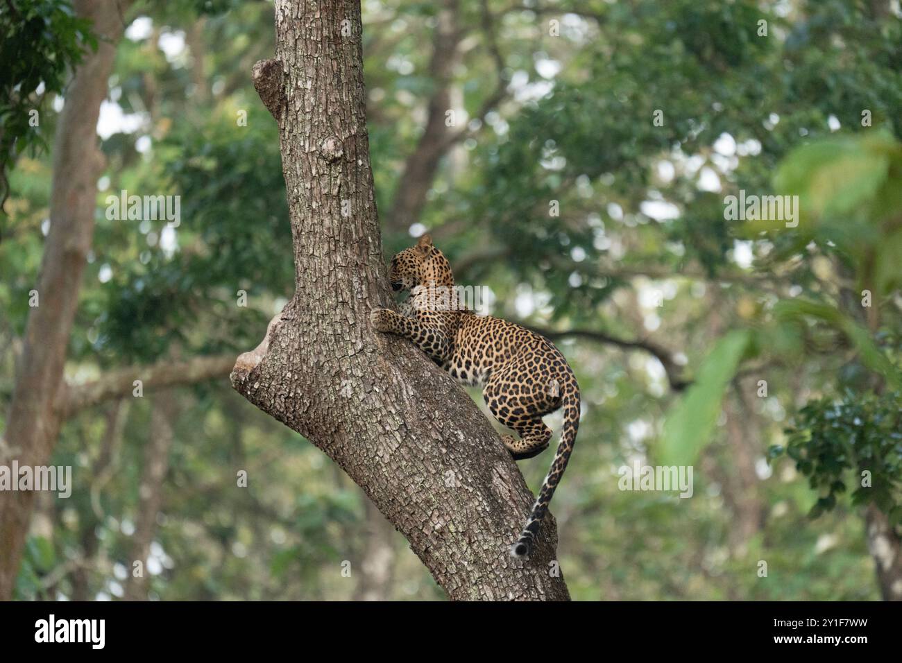 Leopard in forest, early morning or late evening light; serene ...