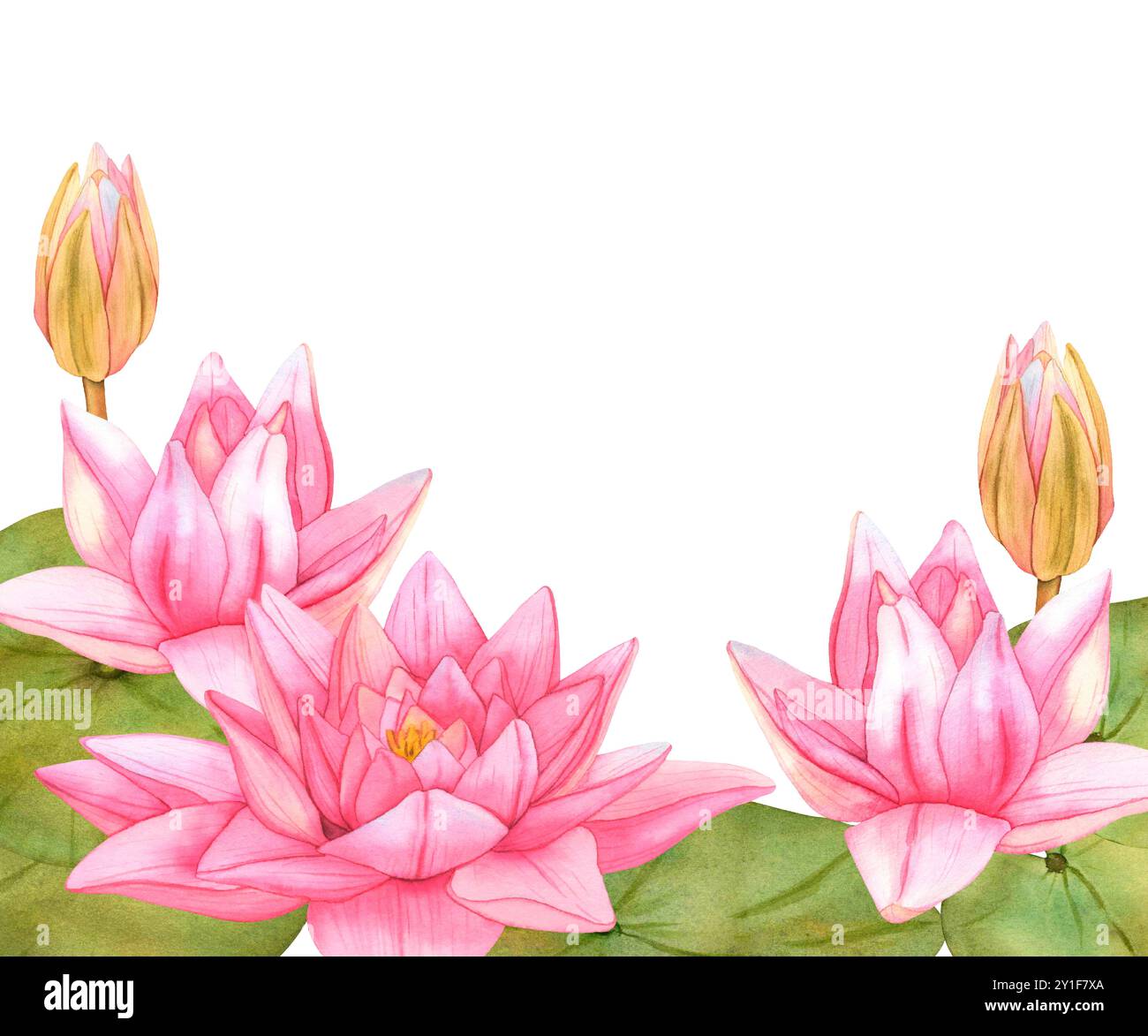 Watercolor Lotus Flower. Hand Drawn Water Lily botanical Illustration ...