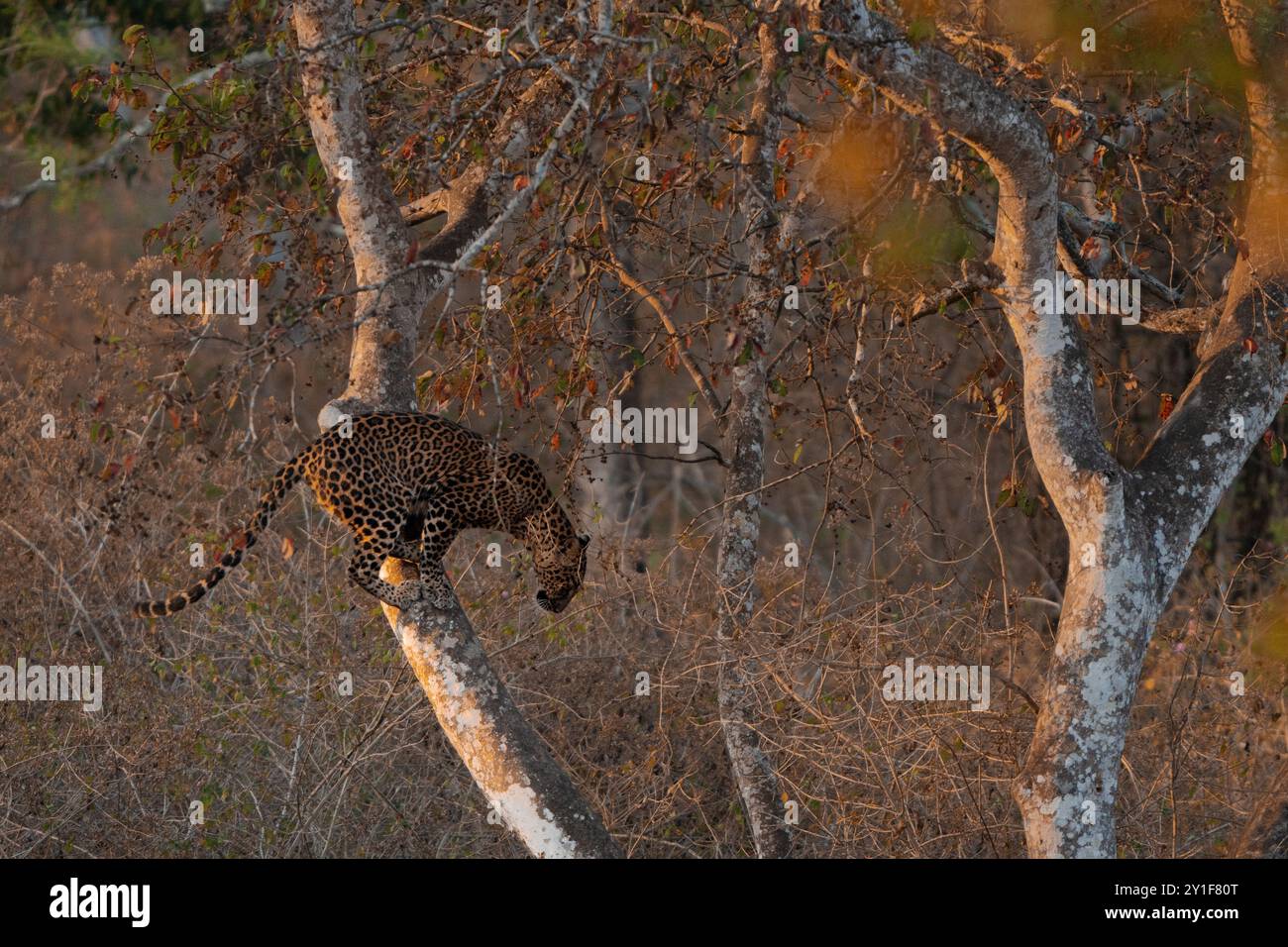 Leopard in forest, early morning or late evening light; serene ...