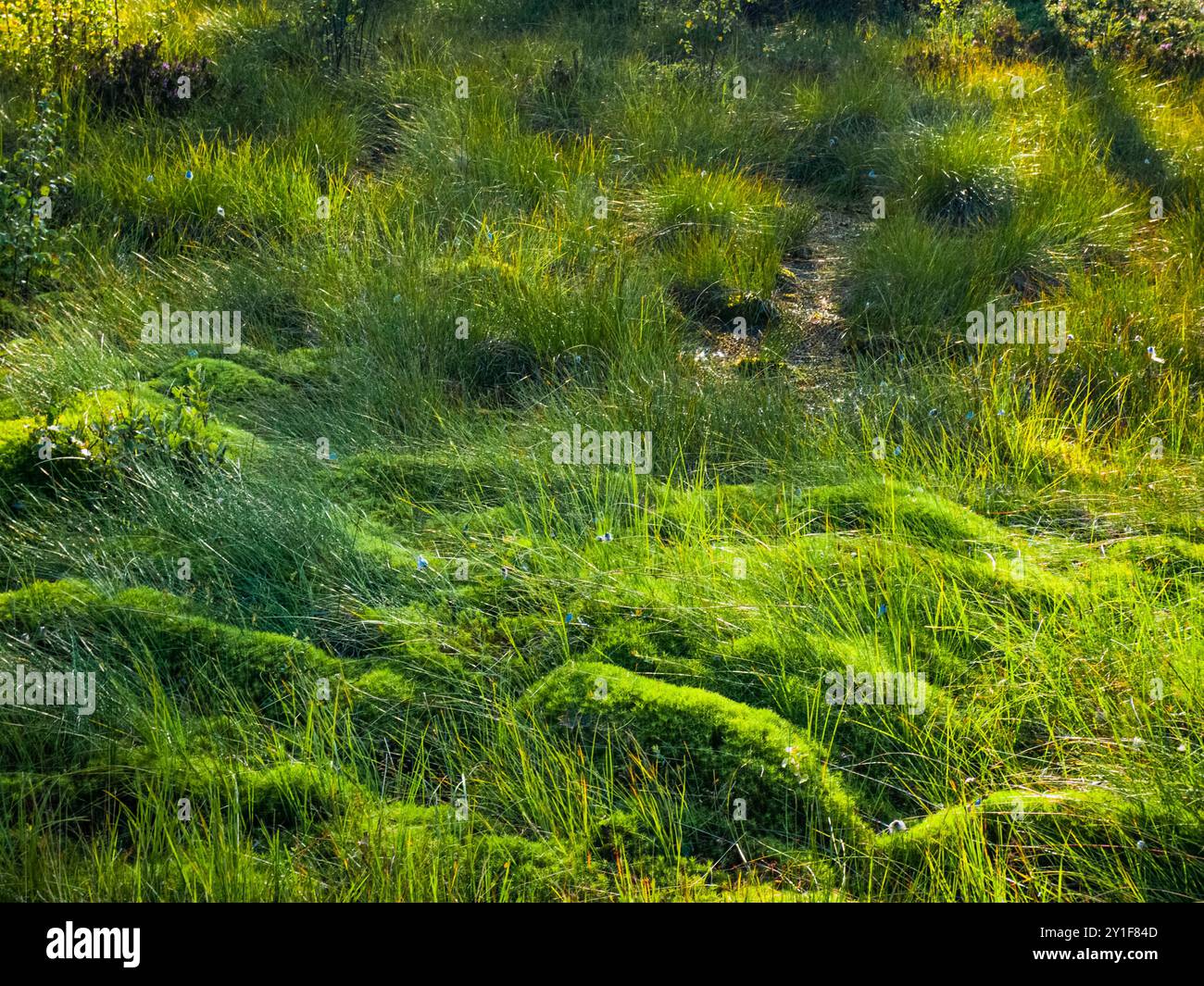 Swedish biodiversity hi-res stock photography and images - Alamy