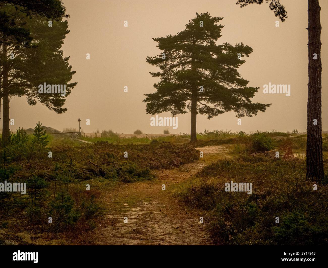 Forest path in foggy woodland in Norrfjarden, Nordmaling, Sweden Stock ...