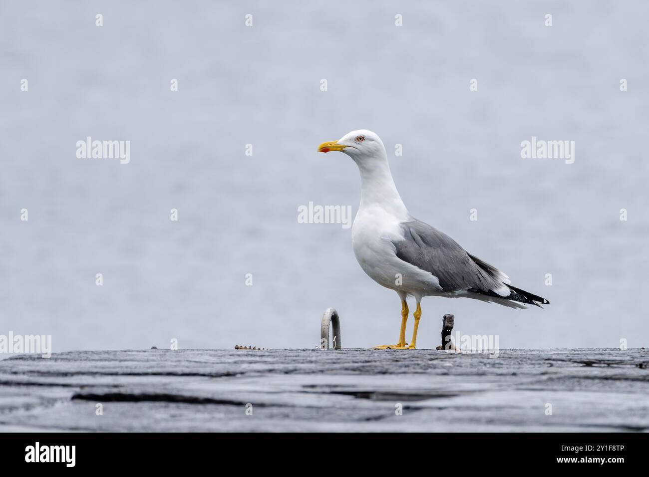 Yellow-legged gull in Graciosa Stock Photo - Alamy