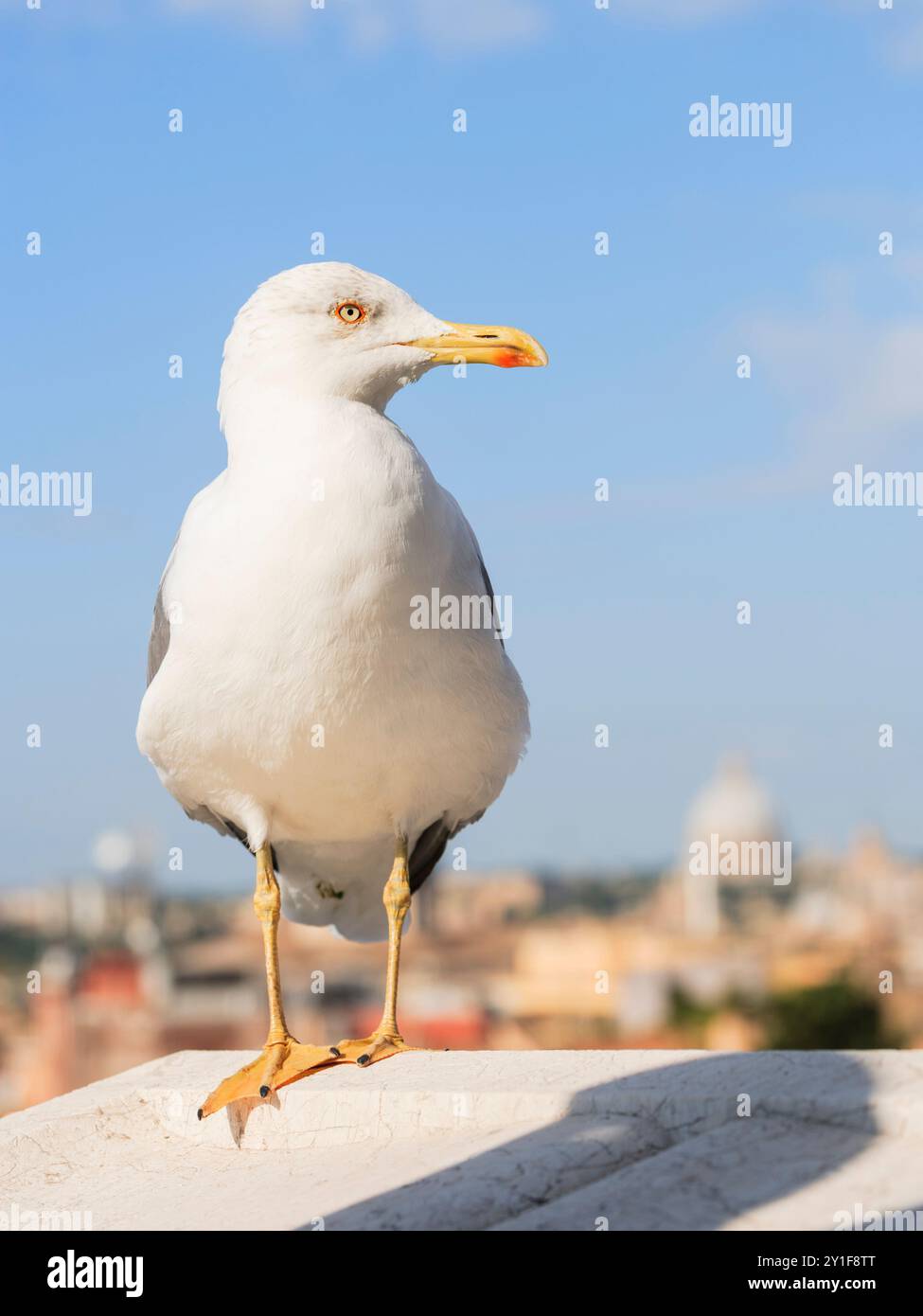 Closeup yellow legged gull hi-res stock photography and images - Alamy