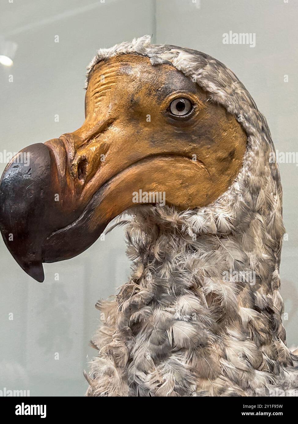 London, Great Britain, Exhibit, Close up, Dodo BIrd, Extinct Animals ...