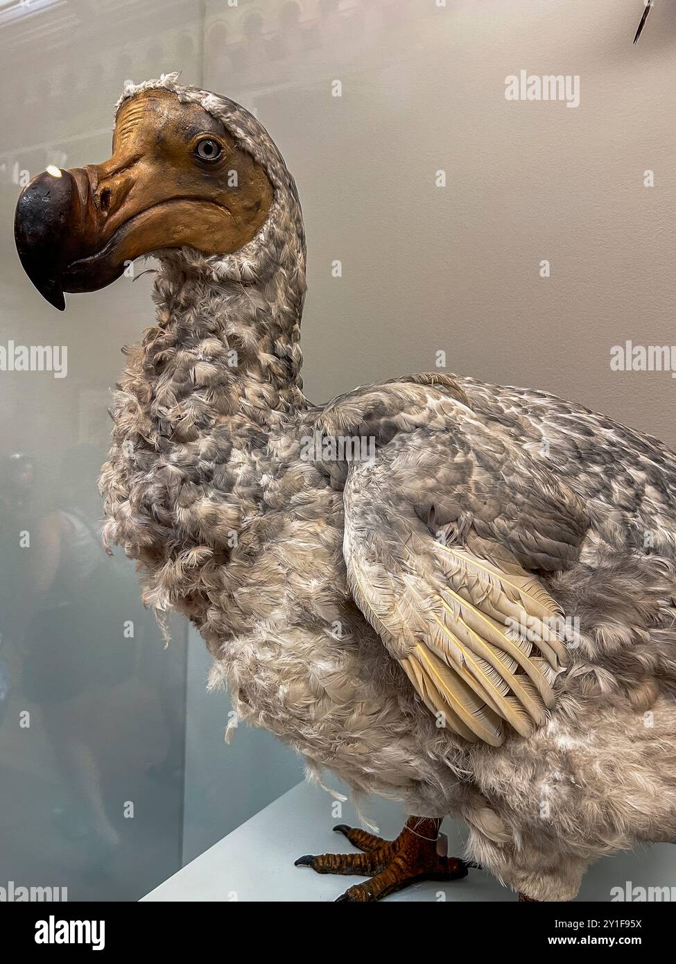 London, Great Britain, Exhibit, Close up, Dodo BIrd, Extinct Animals ...
