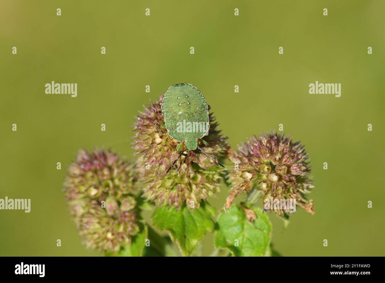 Nymph of a Green shield bug (Palomena prasina), family Pentatomidae on ...