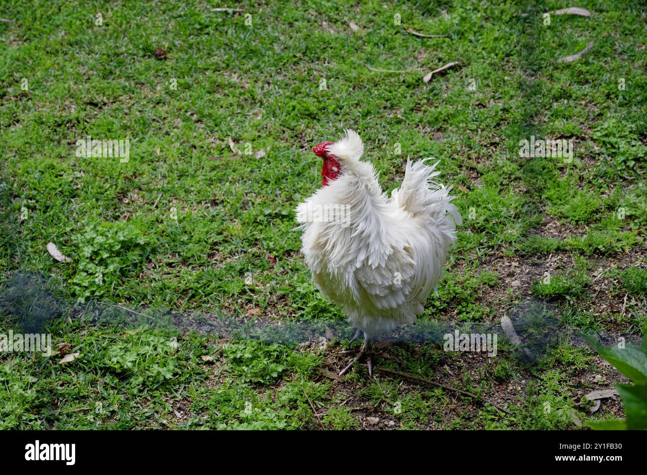 fluffy white chicken with a bright red crest standing on green grass ...