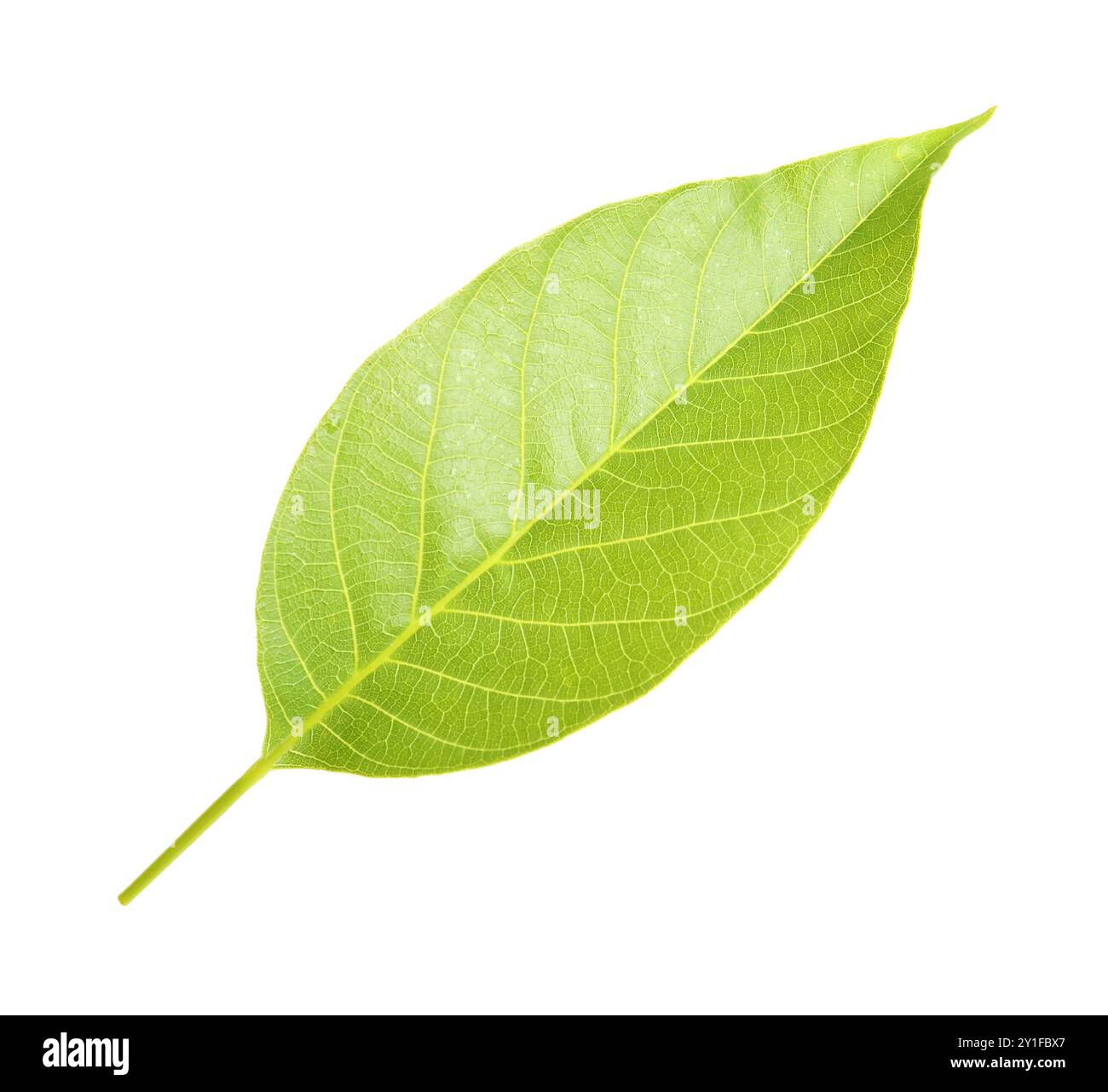 Green leaf of walnut tree isolated on white Stock Photo - Alamy