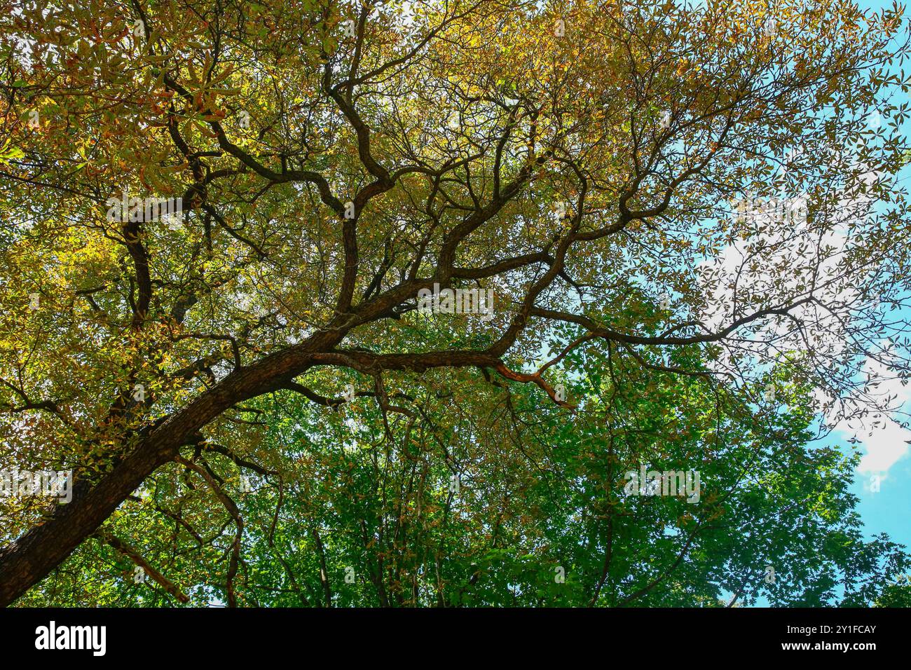 Branches of beautiful trees with green leaves outdoors, bottom view ...