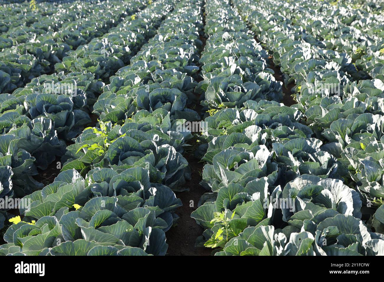 Green cabbages growing in field on sunny day Stock Photo - Alamy