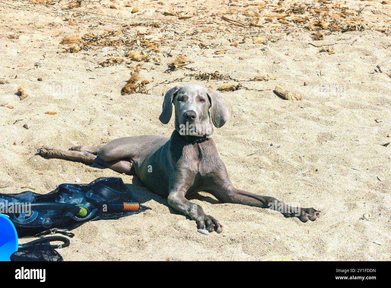 Outdoor portrait of a purebred weimaraner lying on a beach Stock Photo ...