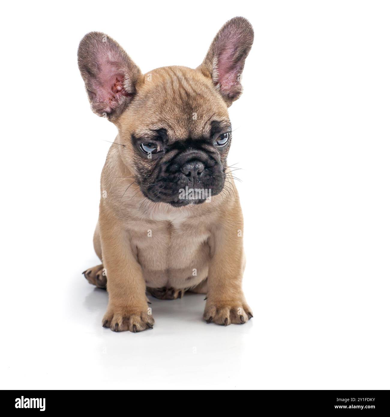 French bulldog brown mammal, puppy, stand front, isolated on white ...