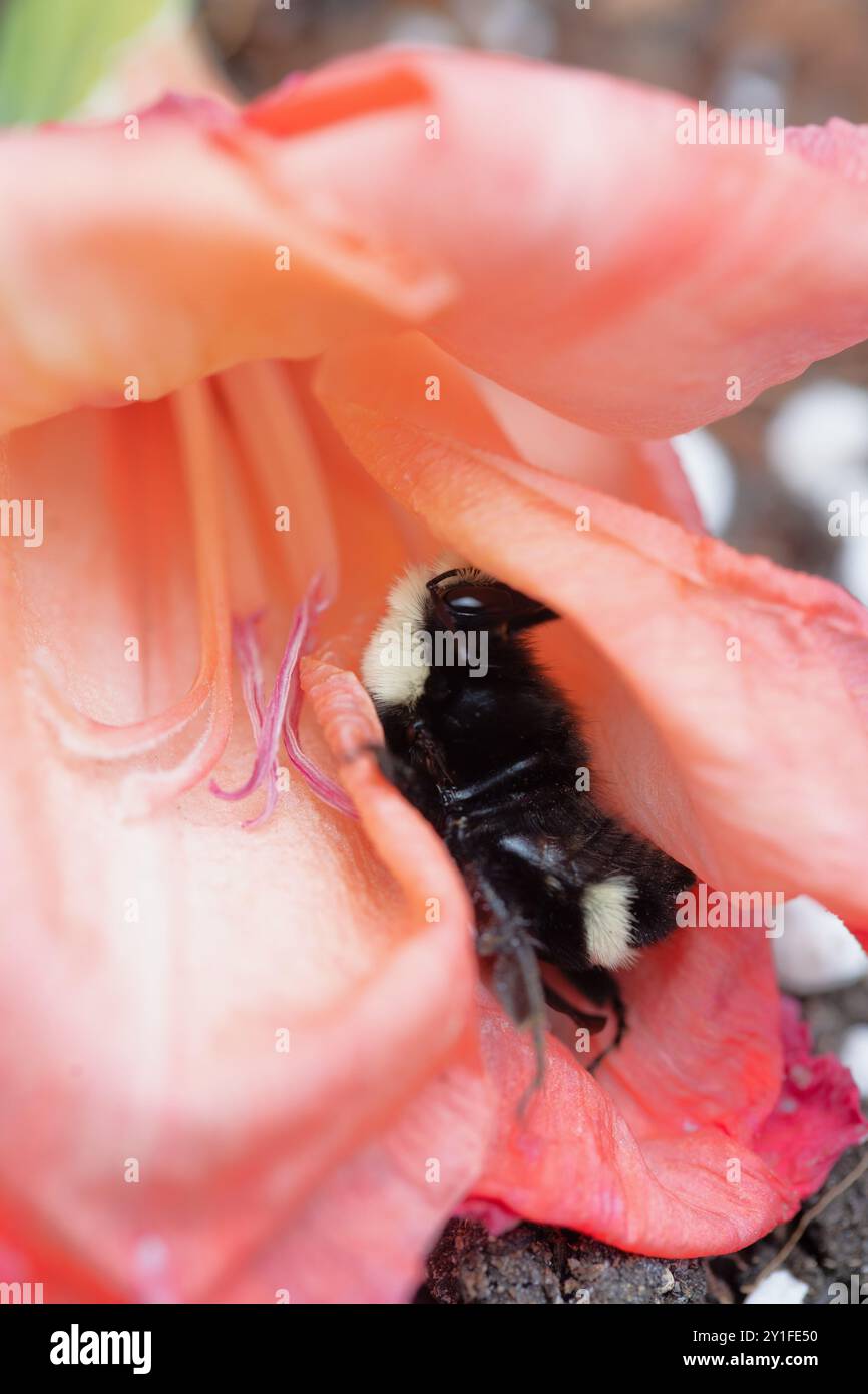 Cute bumblebee hi-res stock photography and images - Alamy