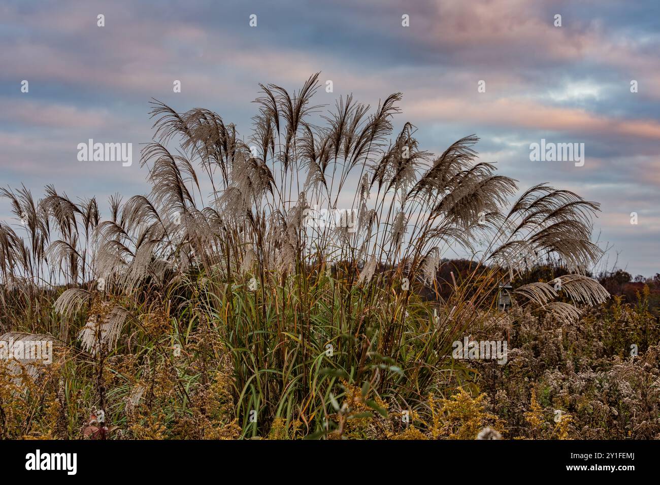 Tall Grass under a November Sky, Richard M Nixon County Park ...