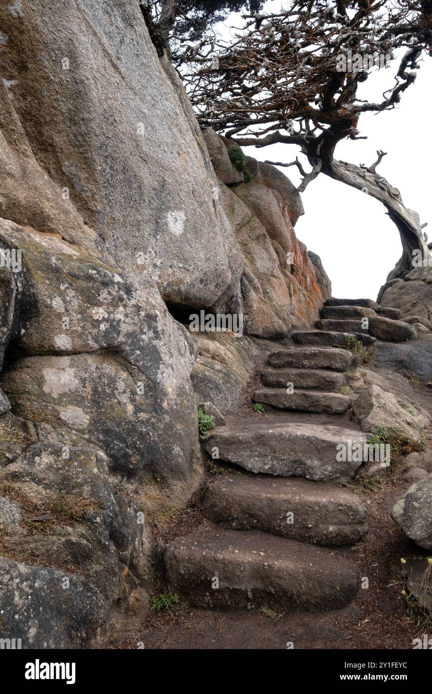 Stone steps and windswept tree along a trail at Point Lobos State Park ...